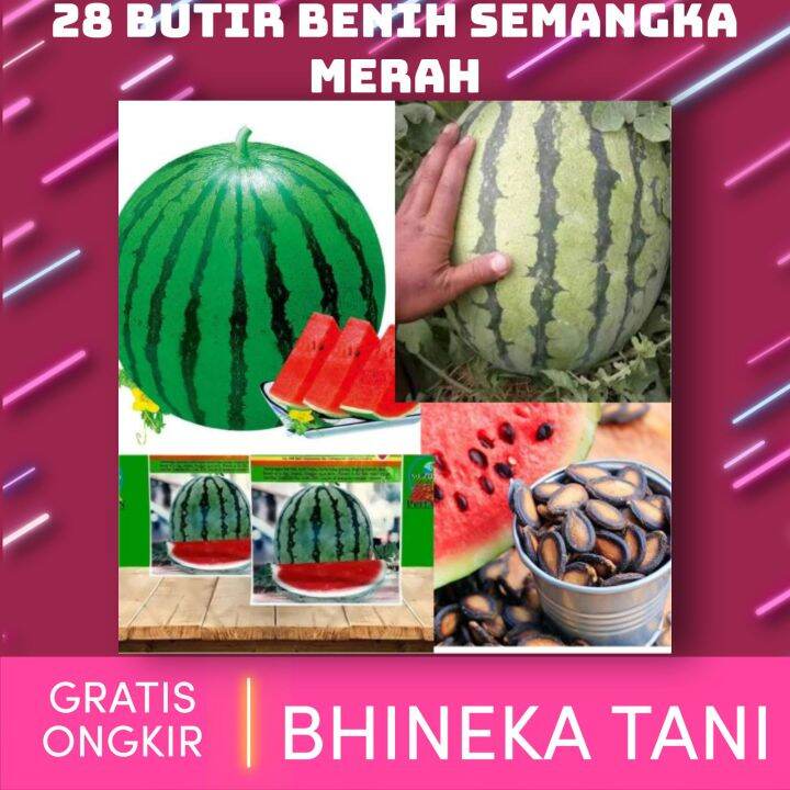 28 BUTIR BENIH SEMANGKA MERAH UNGGUL | Lazada Indonesia