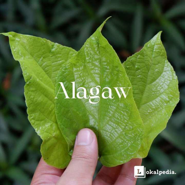 fresh alagaw leaves(50 pcs) | Lazada PH