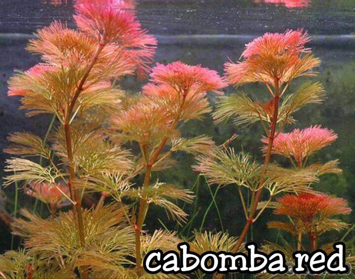 Cabomba red ( 5stems ) aquatic plants | Lazada PH