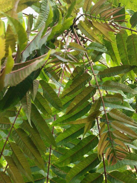 Daun Suren/Toona Sureni, per 1 kg prodak di kirim dalam keadaan segar ...