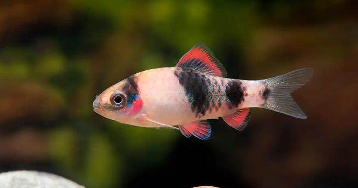 Barb Melon Red Panda freshwater fish 3cm | Lazada