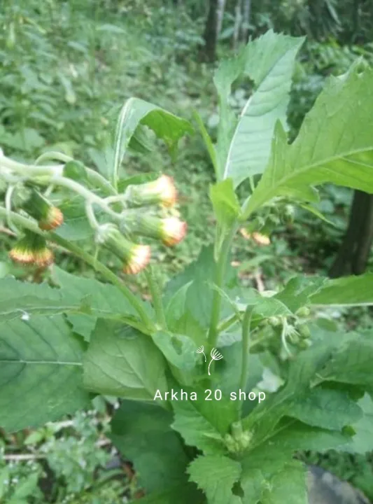 Daun sintrong segar (500gr) | Lazada Indonesia