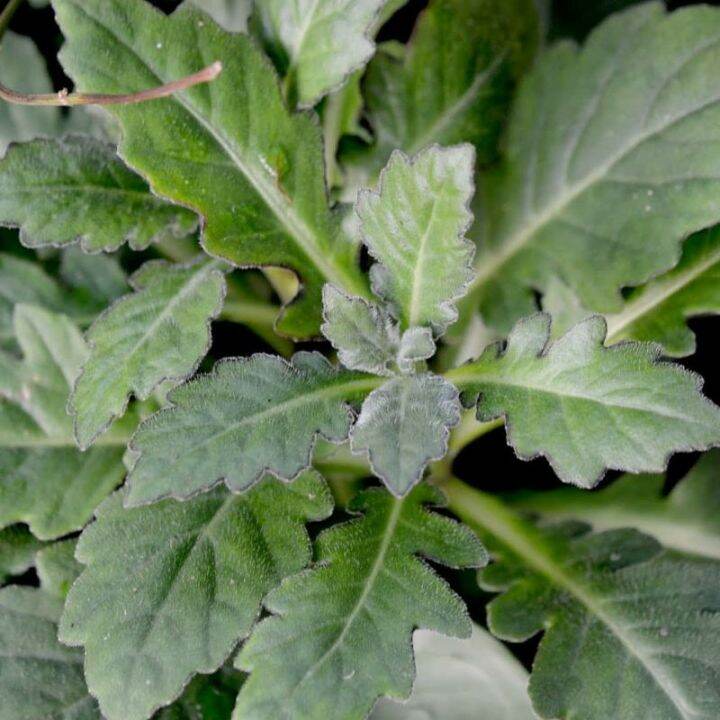 Tanaman Daun Dewa/Bibit Tanaman Daun Dewa | Lazada Indonesia