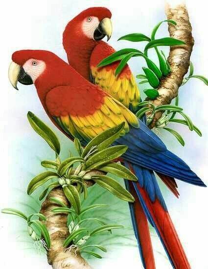 poster cetak jumbo BURUNG, LUKISAN CETAK JUMBO BURUNG, POSTER TERBARU ...