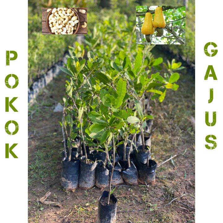Pokok Gajus thai murah / Pokok buah gajus | Lazada