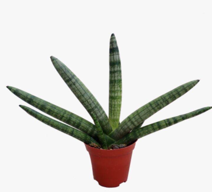 [SG 🇸🇬Store] Sansevieria Cylindrica, Boncel, Snake Plant in pot of 20cm ...