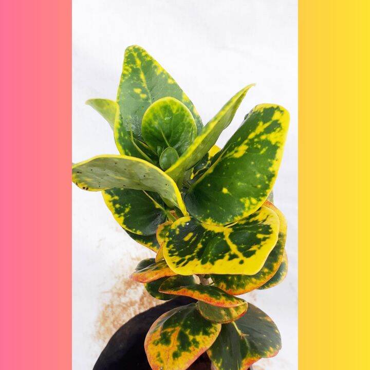 pohon puring koin kuning | Lazada Indonesia