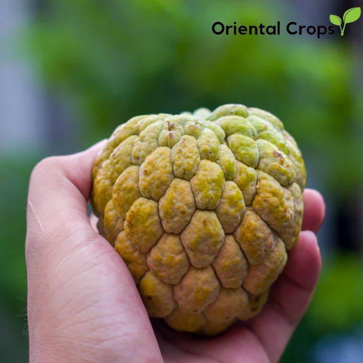 dahon ng atis sugar apple or seeds binhi for planting | Lazada PH