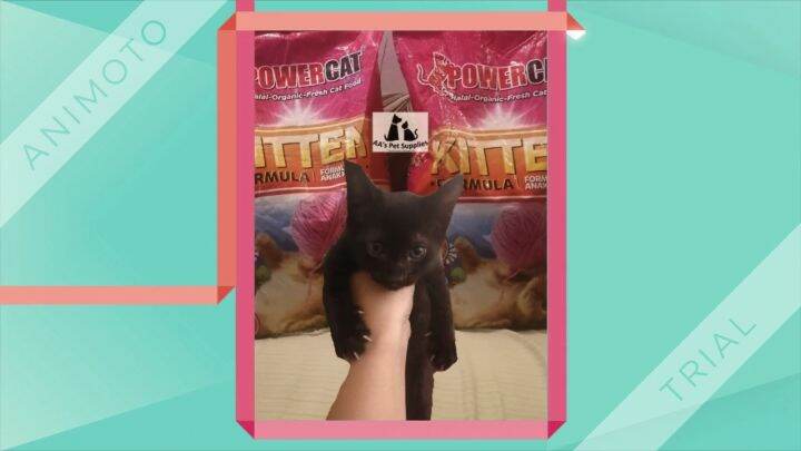 POWER KITTEN - Repack - Cat Dry Food | Lazada PH