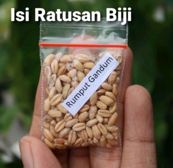 Biji Benih Rumput Gandum / Rumput Kucing Wheatgrass | Lazada Indonesia