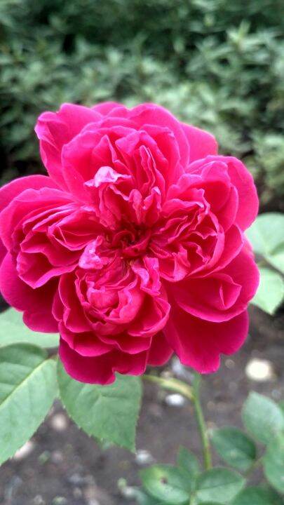 Bibit Tanaman Hias Bunga Mawar Ping Kampung Bunga Mawar Kampung ...