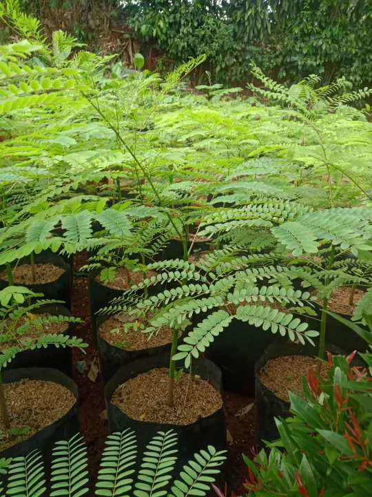 pohon hias solobium (pakis brazil) 1 meter | Lazada Indonesia