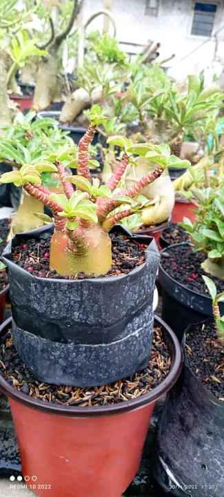 ADENIUM GODJI X RED BRECELET PROKAR SELEKSI TAHAP 2 | Lazada Indonesia