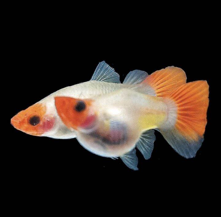 Guppy Koi ShordvBody Glass Belly玻璃肚孔雀鱼(1 pair) | Lazada