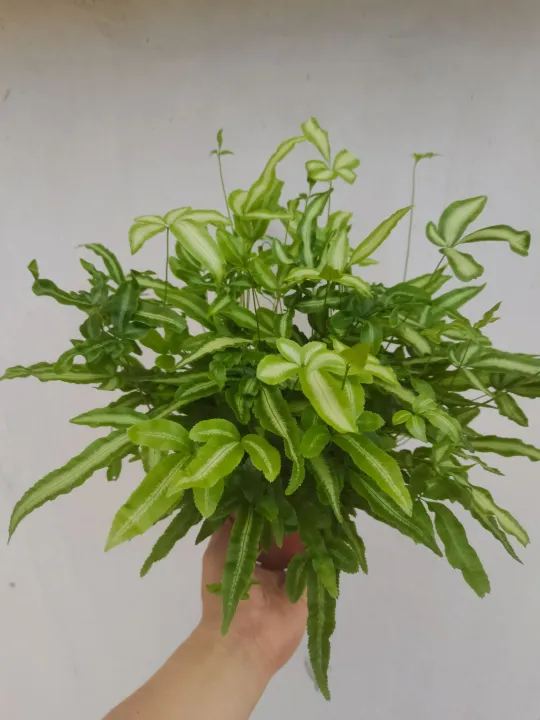 SOV , Pteris Cretica Cretan Brake Fern 'Mayi ', 欧洲鳳尾厥，Pokok Fern ...