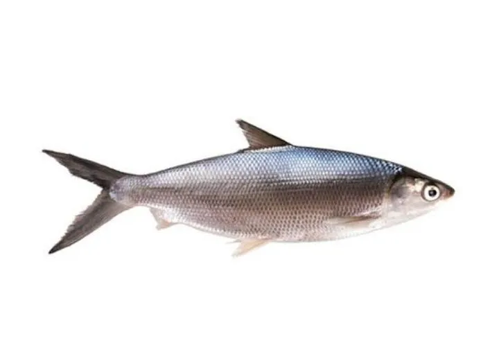 Ikan Bandeng Besar | Lazada Indonesia