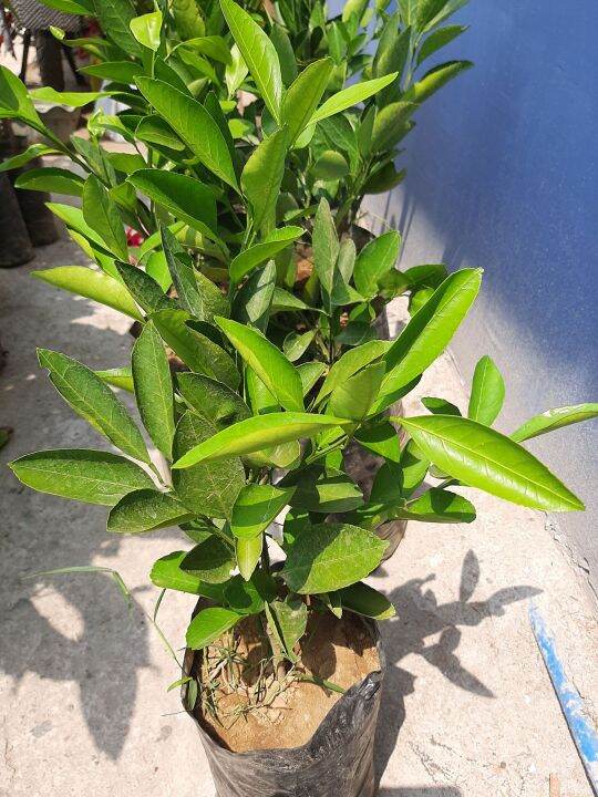 Sagada Orange | Lazada PH