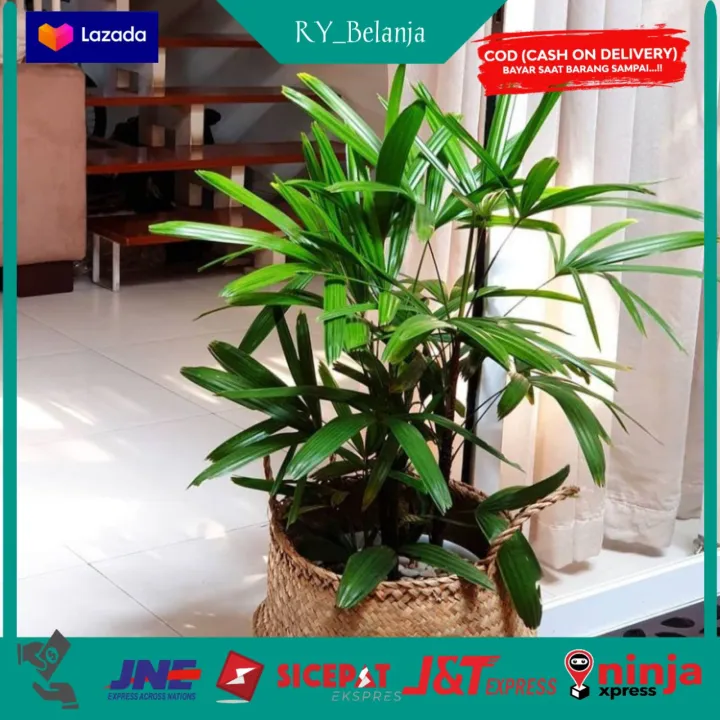TANAMAN HIAS PALEM JARI ATAU PALEM WAREGU | Lazada Indonesia