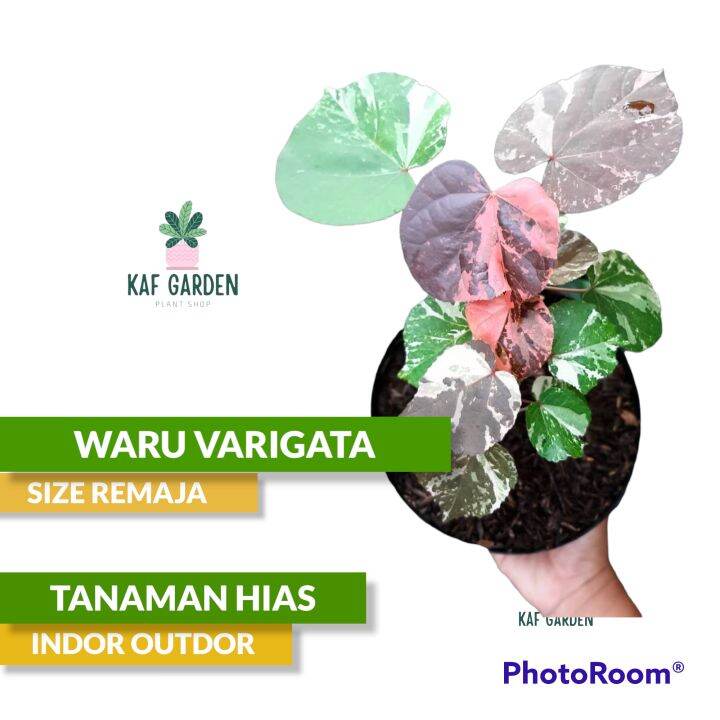 Waru Variegata Tanaman Hias Waru Varigata | Lazada Indonesia