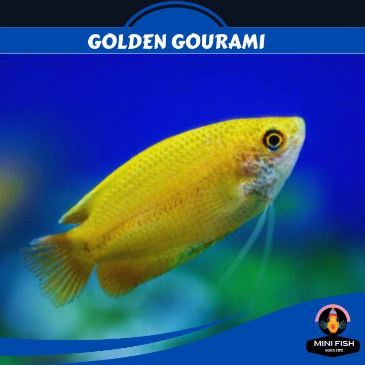 Golden Dwarf Gourami | Lazada