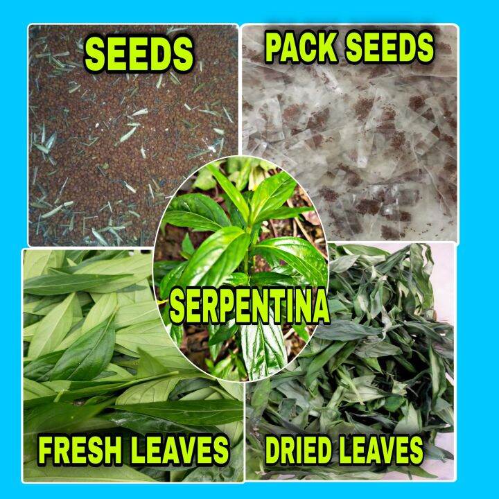 SERPENTINA LEAVES ONLY & SEEDS | Lazada PH