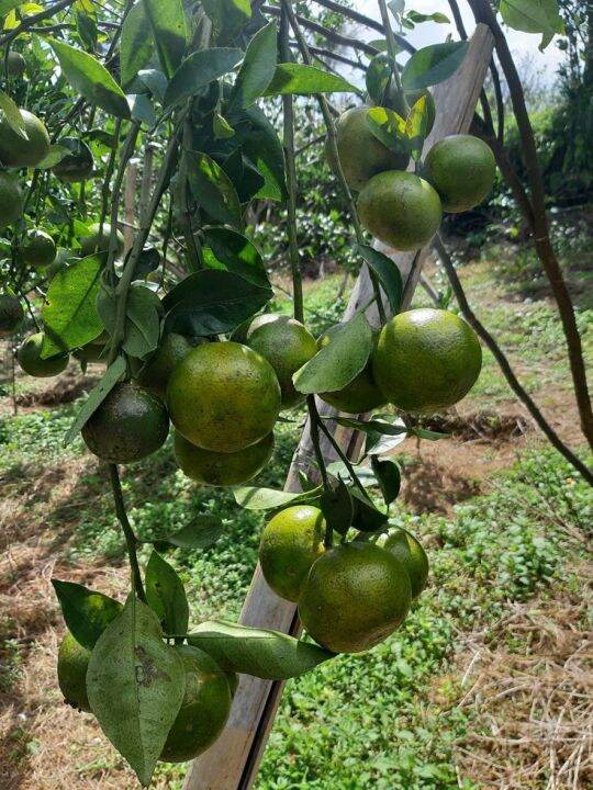 Jeruk Bali Mini/Jeruk Garut Segar 1kg | Lazada Indonesia