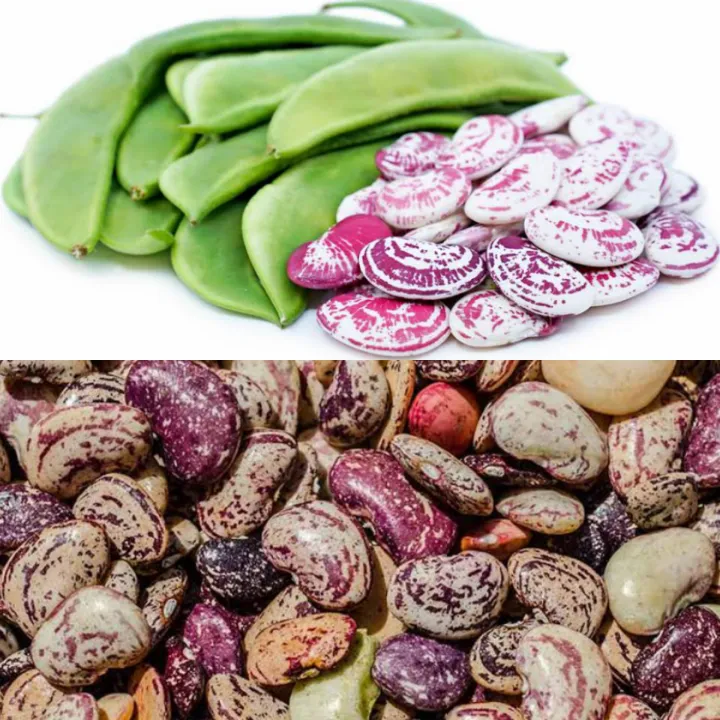 Patani Lima Vegetable Vine Garden Outdoor Plant 3 Seeds | Lazada PH