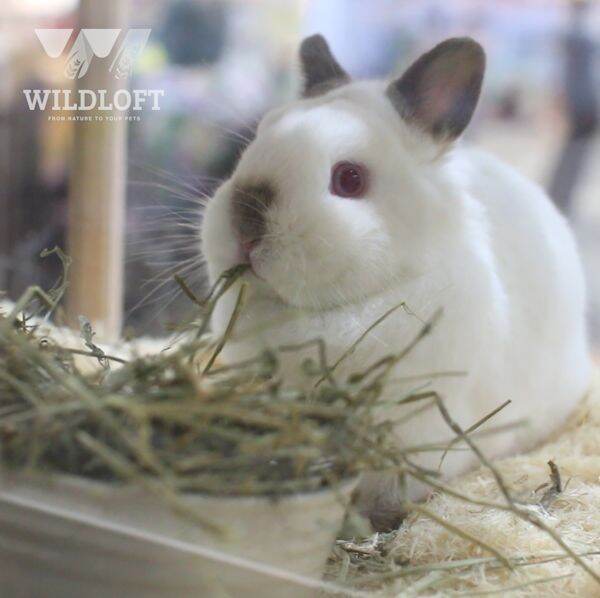 Wildloft PRO Premium Natural Alfalfa ร่อนฝุ่น 1 kg | Lazada.co.th