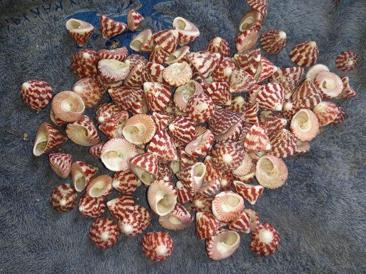 Cangkang Kerang lola /tumpang merah 100 gram | Lazada Indonesia