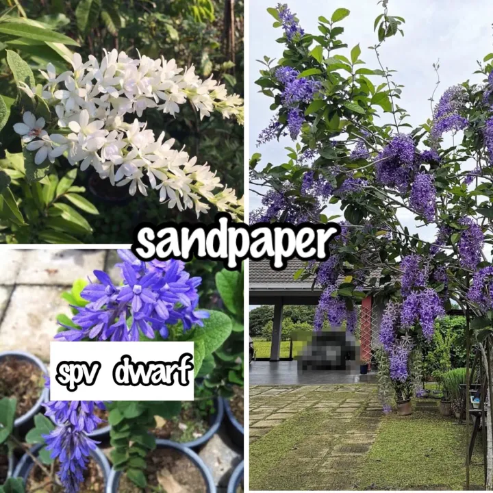 Pokok bunga menjalar sandpaper vine @ petrea volubilis warna ungu, ungu ...