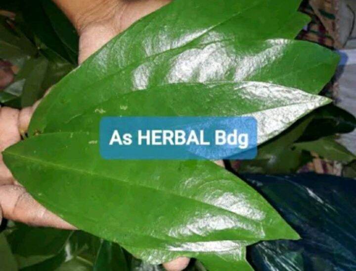 Daun buni segar atau daun huni 1 kg | Lazada Indonesia