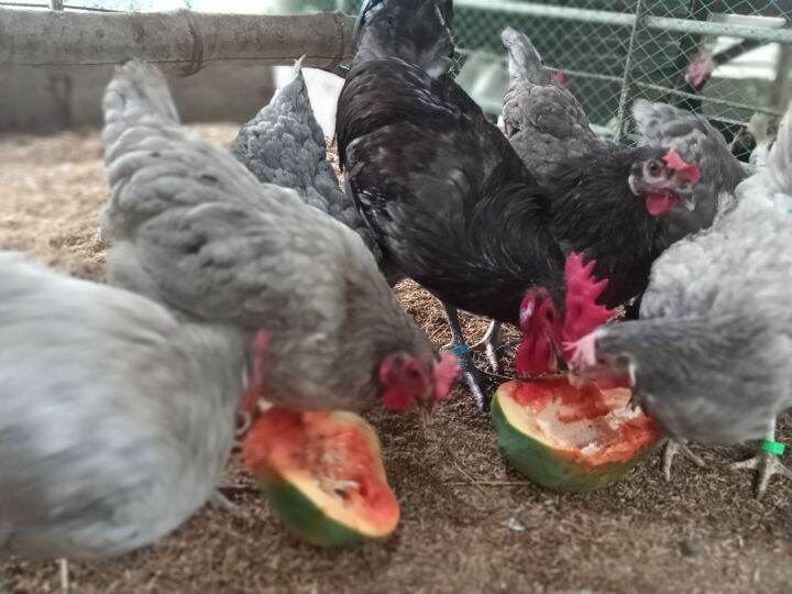 Australorp Blue Fertile EGGS (6PCS.) | Lazada PH