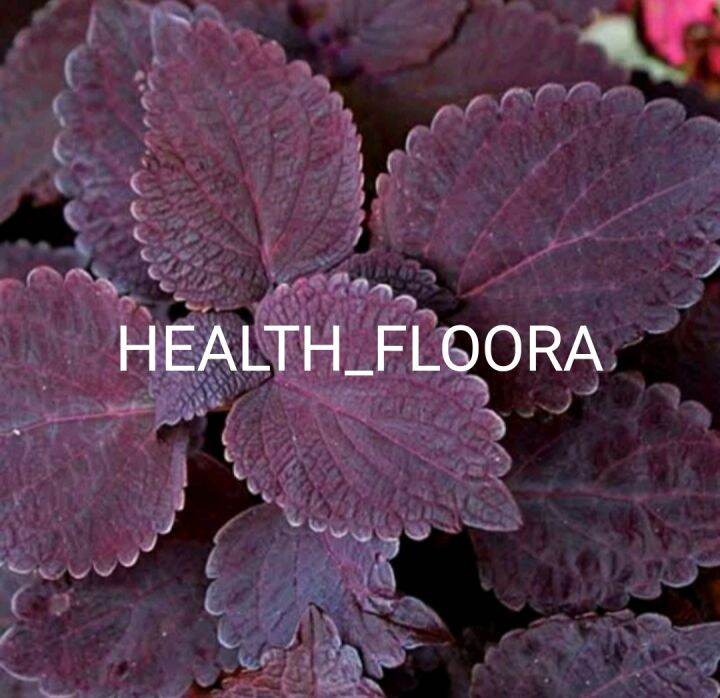 DAUN JAWER KOTOK, DAUN MIANA SEGAR | Lazada Indonesia