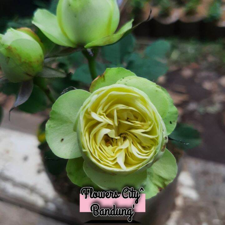 Mawar import Creamy Eden | Lazada Indonesia