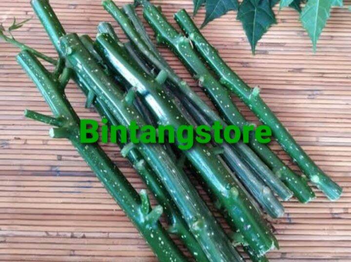 Isi 50 batang bibit stek pepaya jepang atau gedi | Lazada Indonesia