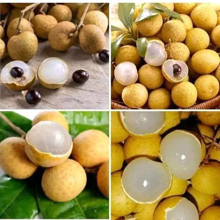 Longgan fruits Seeds For planting 5Seeds | Lazada PH