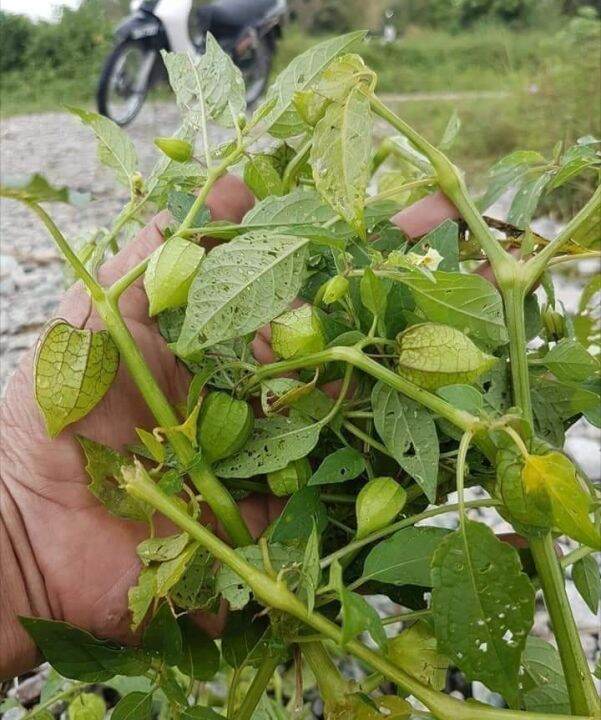 kelambu letup pokok dan batang atau biji benih | Lazada