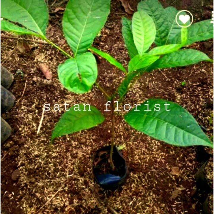 bibit pohon kayu mahoni super | Lazada Indonesia