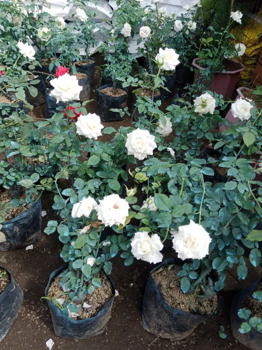 Pitimini Rose "white" Live plant with FREE fertilizer and pot | Lazada PH