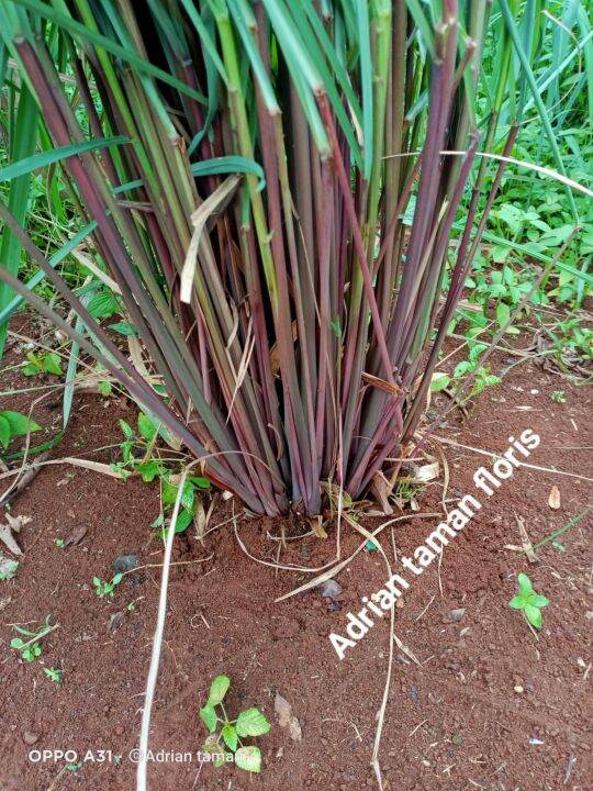 pohon sereh merah 1 kilo pohon herbal sereh wangi/sereh lanang | Lazada ...