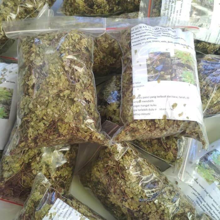 RUMPUT KEBAR SI PENYUBUR | ASLI PAPUA | Lazada Indonesia