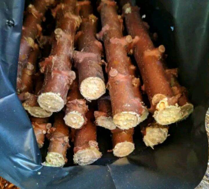 bibit Singkong roti harga per 2 batang | Lazada Indonesia