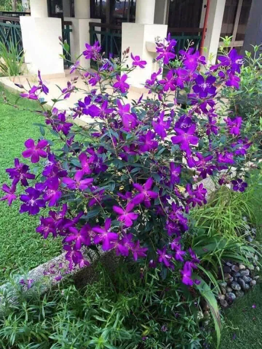 Pokok bunga senduduk ungu suka panas | Lazada