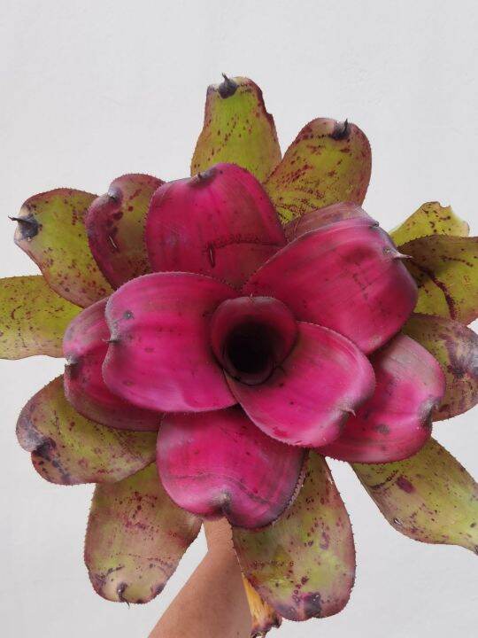 bromeliad neoregelia Purple Concentrica | Lazada