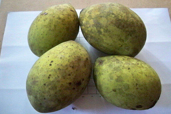 jual buah bacang atau buah Limus buah musiman 1 kg | Lazada Indonesia