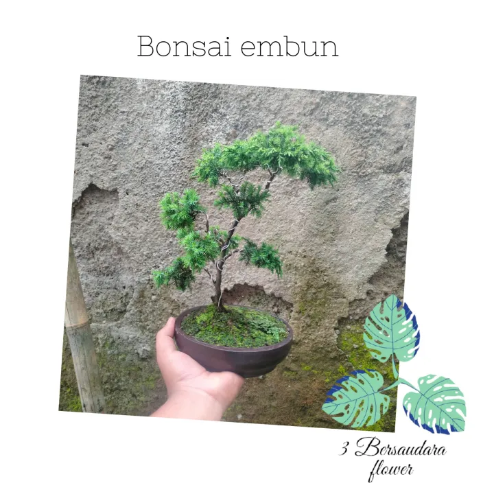 Bonsai Cemara embun spesial sudah jadi | Lazada Indonesia