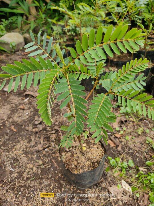 Bibit Pohon Bunga Turi Putih - Tanaman Kembang Turi putih -Tanaman ...