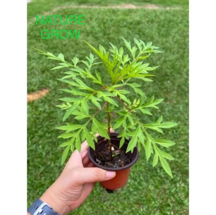 Anak Pokok Ulam Raja/帝皇乌蓝苗/King Salad (Cosmos caudatus) Seedling | Lazada