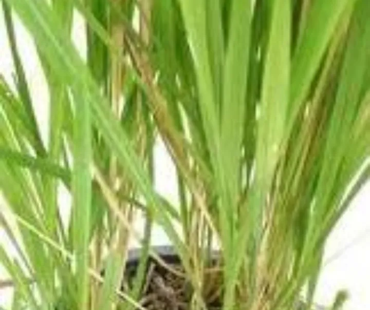 pokok lalang , Imperata cylindrica. | Lazada
