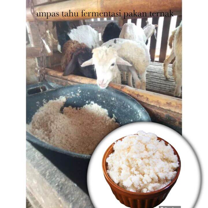 Ampas tahu pakan ternak kiloan termurah langsung dari pabrik | Lazada Indonesia